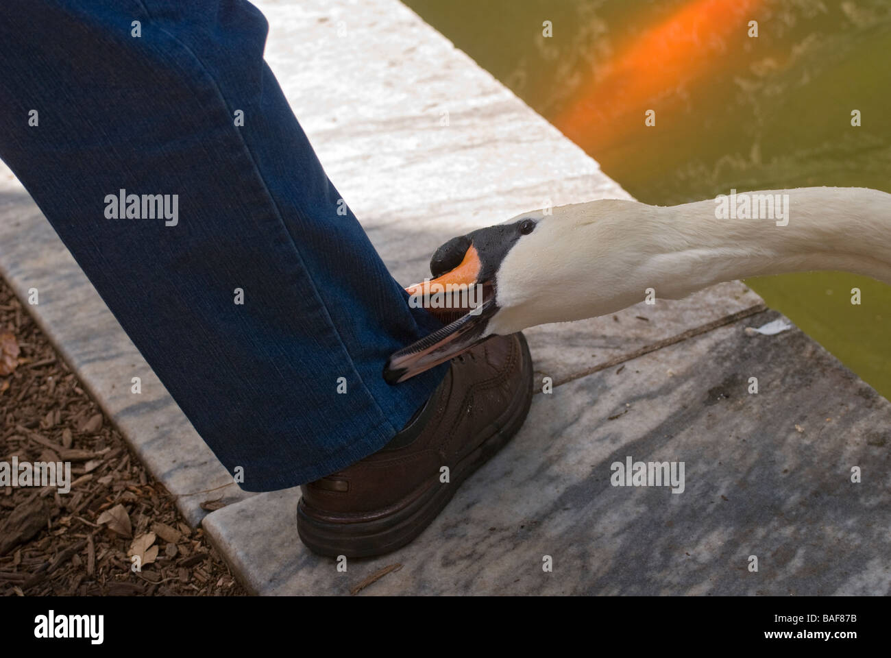 Swan attack person hi-res stock photography and images - Alamy