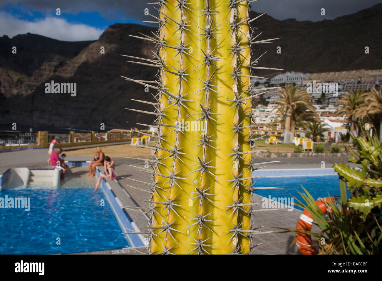 A cactus next to a swimming pool in Tenerife Stock Photo - Alamy