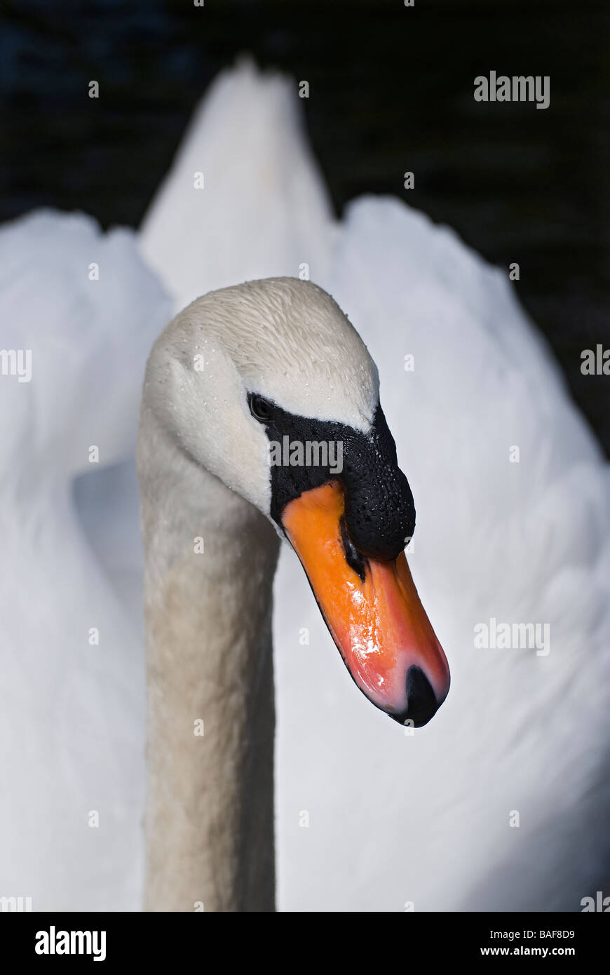 Bok tower gardens in lake wales hi-res stock photography and images - Alamy
