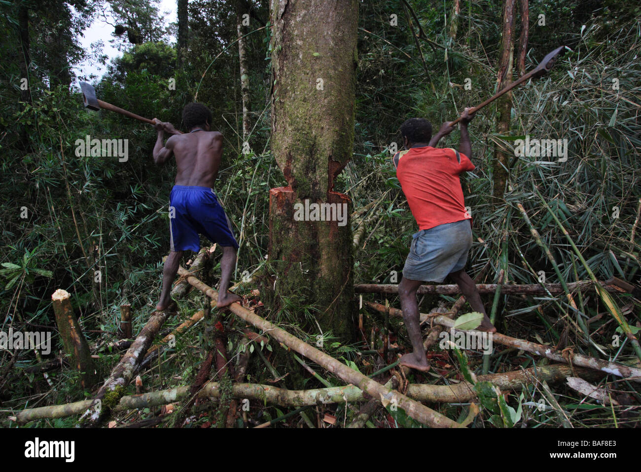 Two local tribesmen cutting down a large tree on the island of New ...