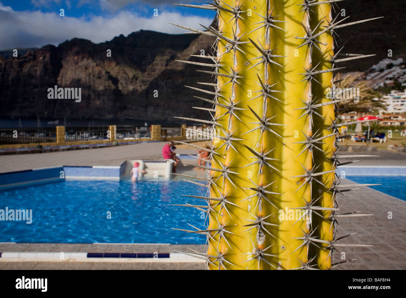 A cactus next to a swimming pool in Tenerife Stock Photo - Alamy
