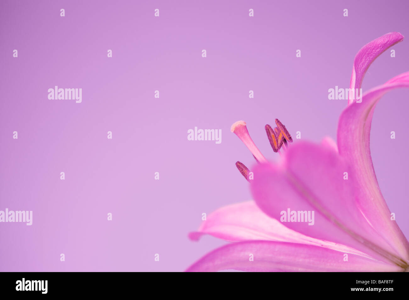 Uk bloom Cut Out Stock Images & Pictures - Alamy
