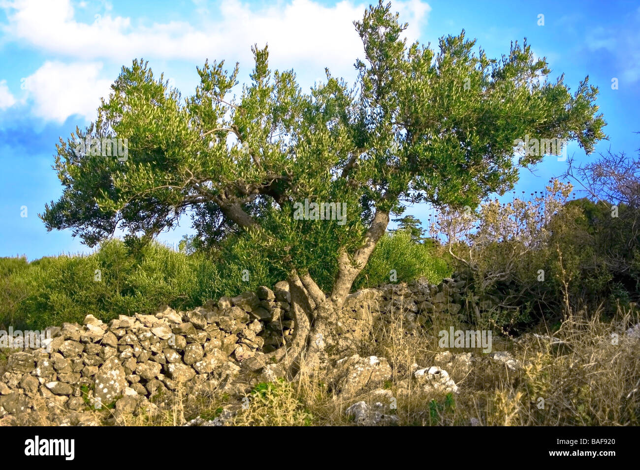 Cretan olive tree hi-res stock photography and images - Alamy
