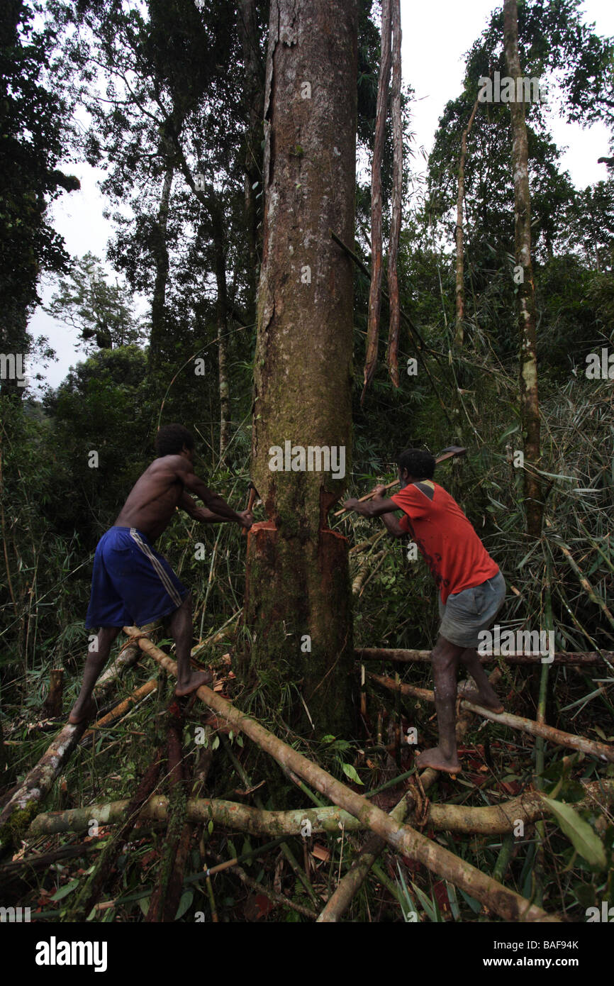 Two local tribesmen cutting down a large tree on the island of New ...