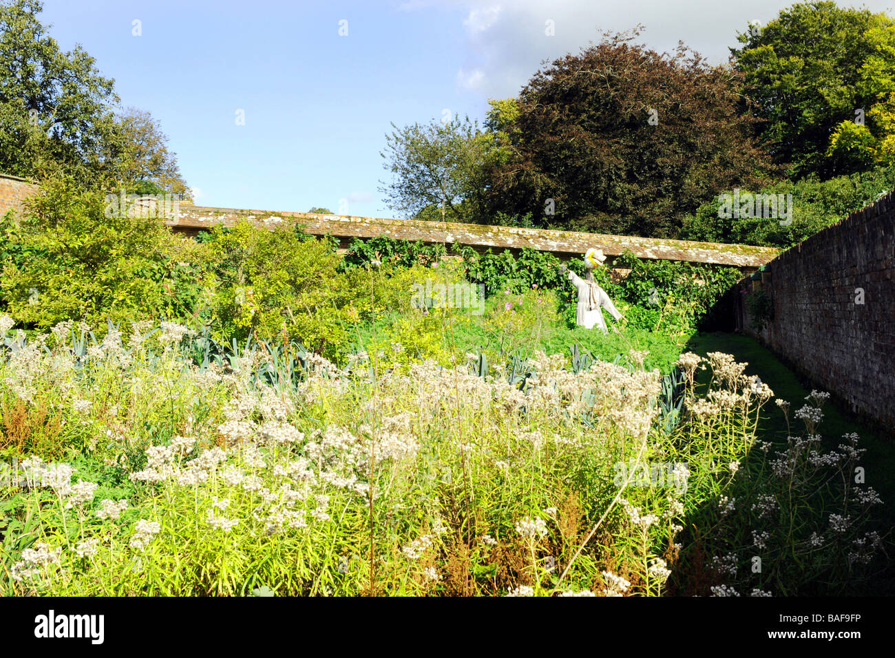 An old overgrown garden surounded by a wall Stock Photo - Alamy