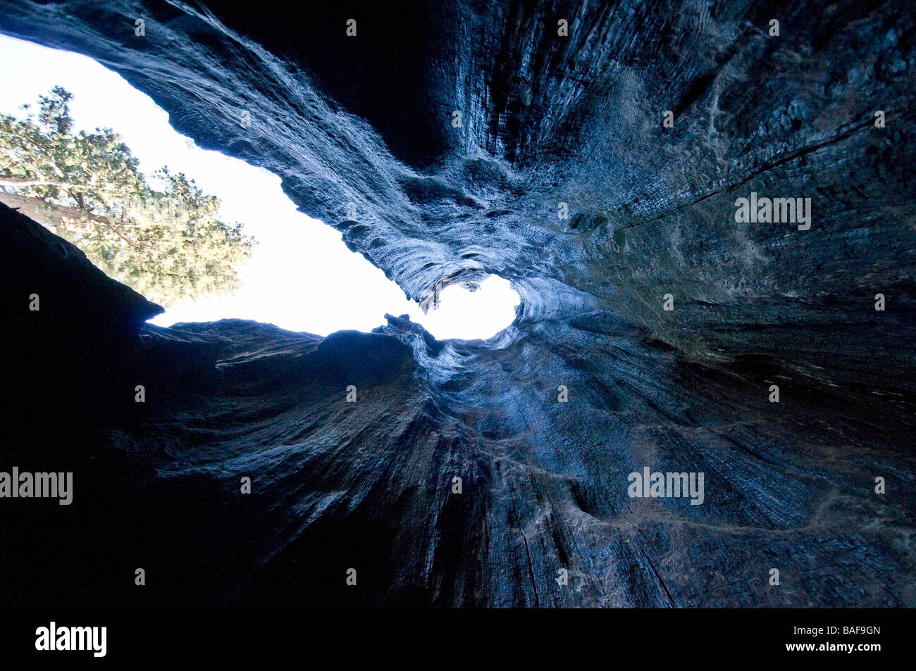 Tree Trunk Hollow High Resolution Stock Photography and Images - Alamy