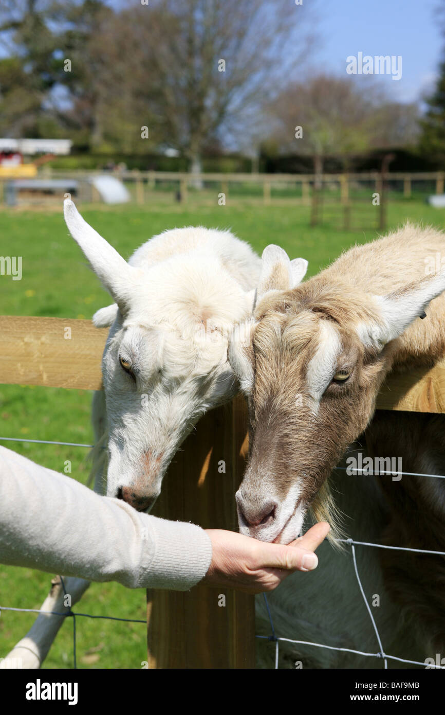 Goats at a petting zoo Stock Photo - Alamy