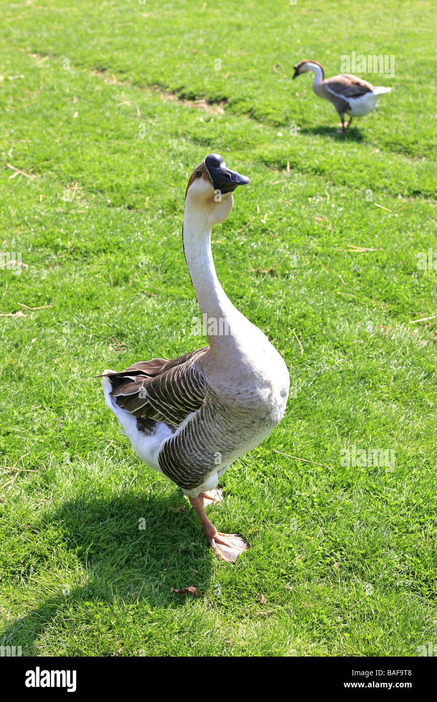 Goose waddling around it's territory Stock Photo - Alamy