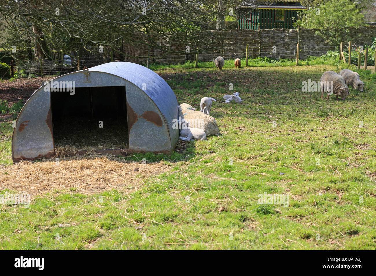 Small sheep farm with female sheep and their spring lambs Stock Photo ...