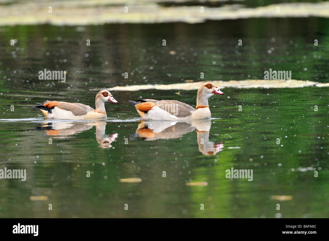 Exotic geese hi-res stock photography and images - Alamy