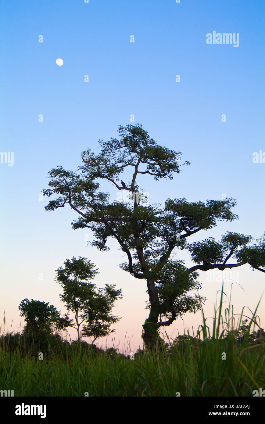 Ceiba tree india hi-res stock photography and images - Alamy