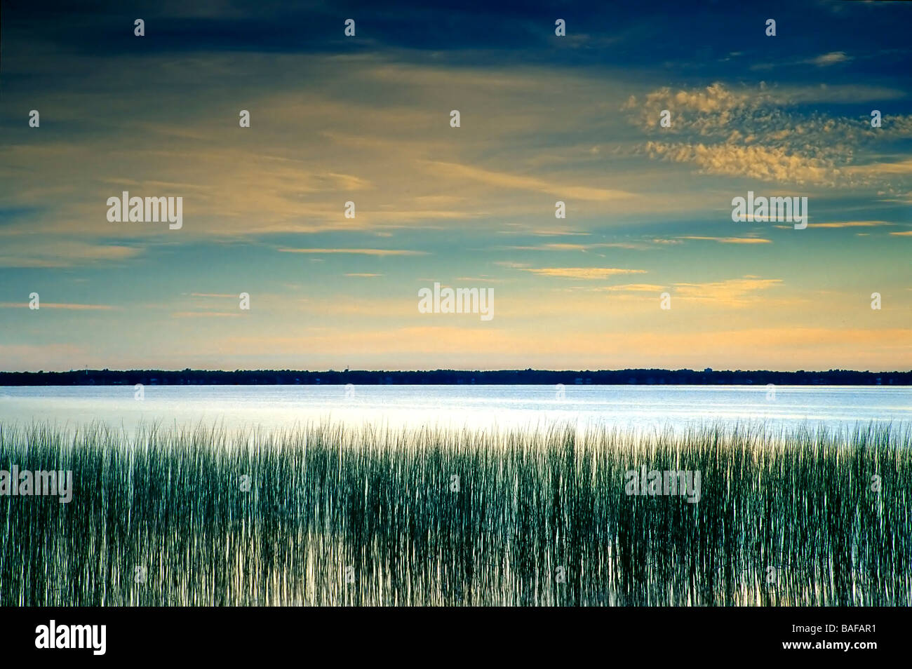 A simplistic landscape of brush cut type weeds in a lake complimented ...