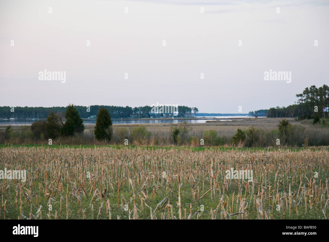 Marsh farm hi-res stock photography and images - Alamy