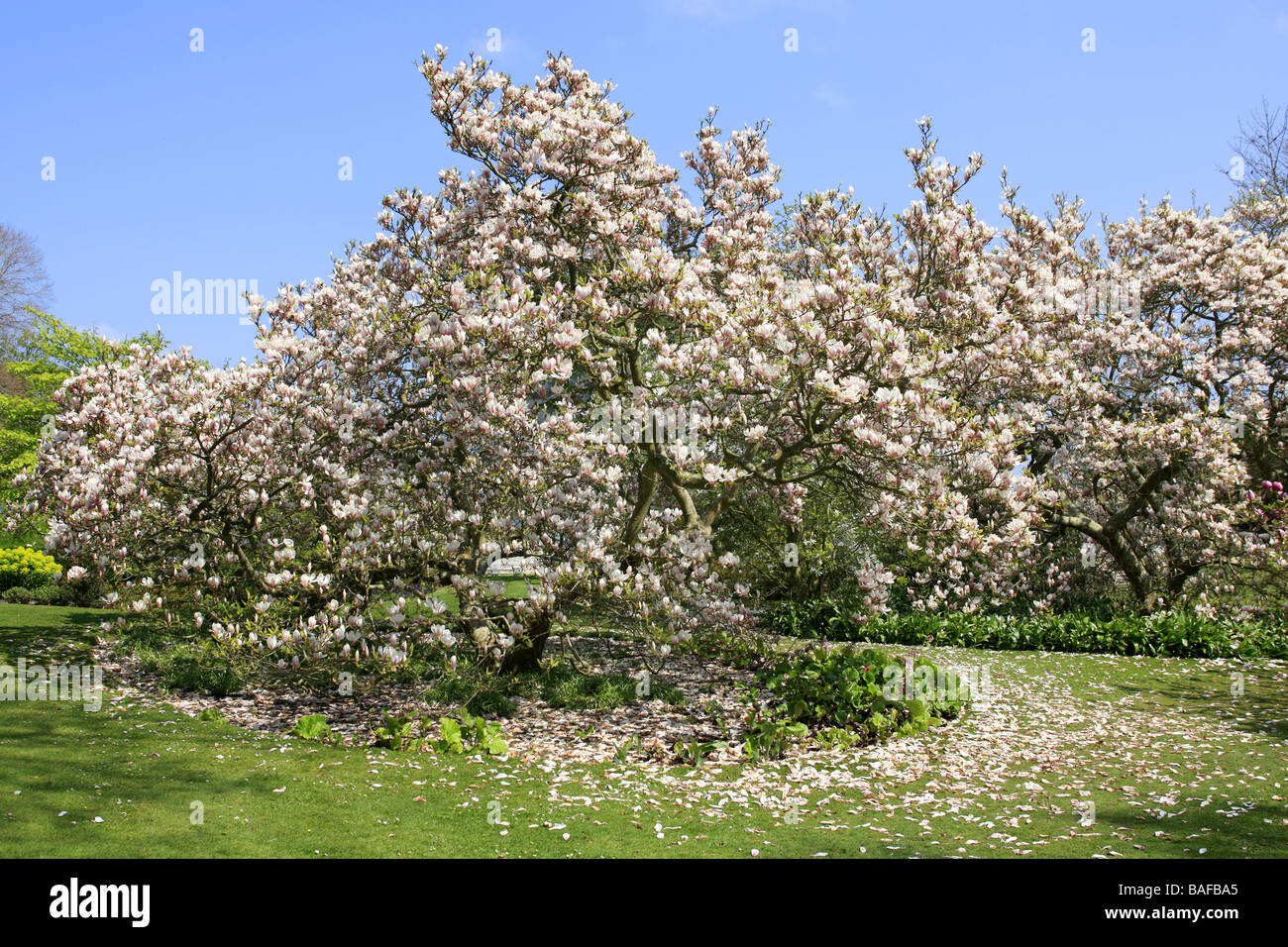 A sweet smelling Magnolia tree which flowers in Springtime Stock Photo ...