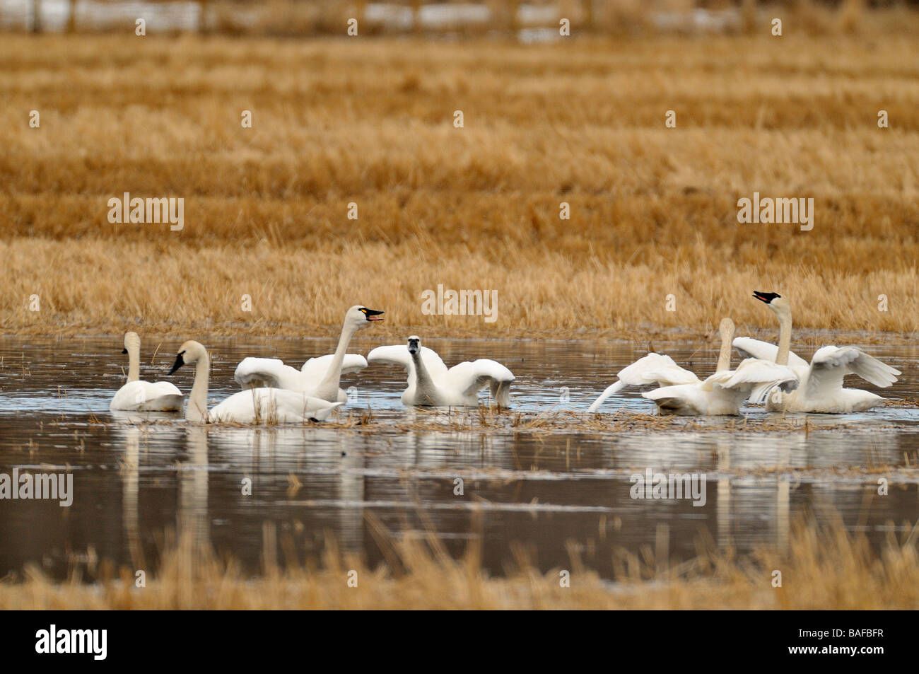 Canadian swans hi-res stock photography and images - Alamy