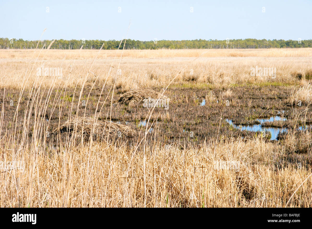 Muskrat mounds hi-res stock photography and images - Alamy