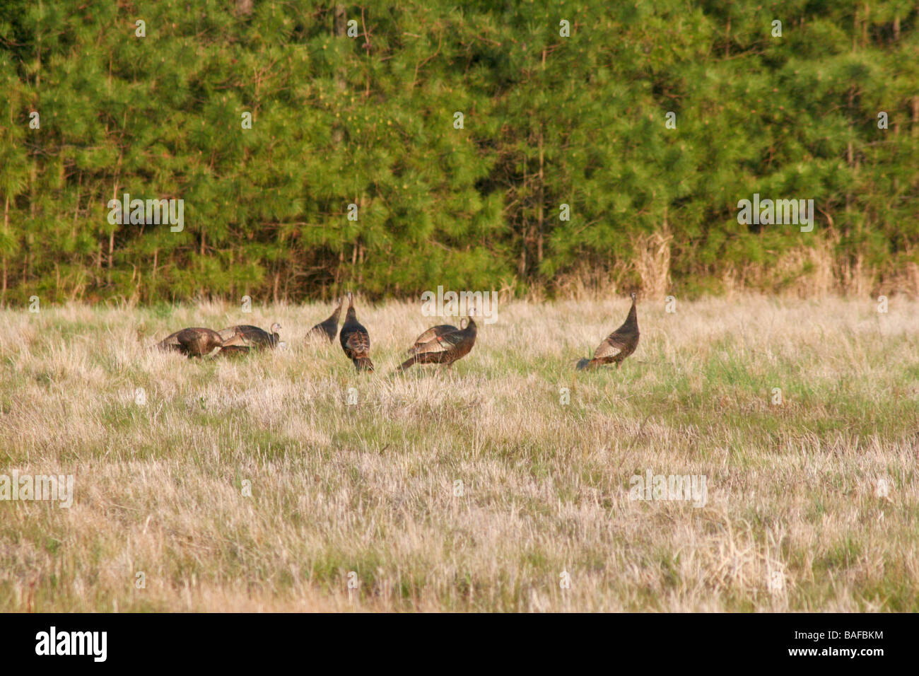 Eastern wild turkeys in hi-res stock photography and images - Alamy