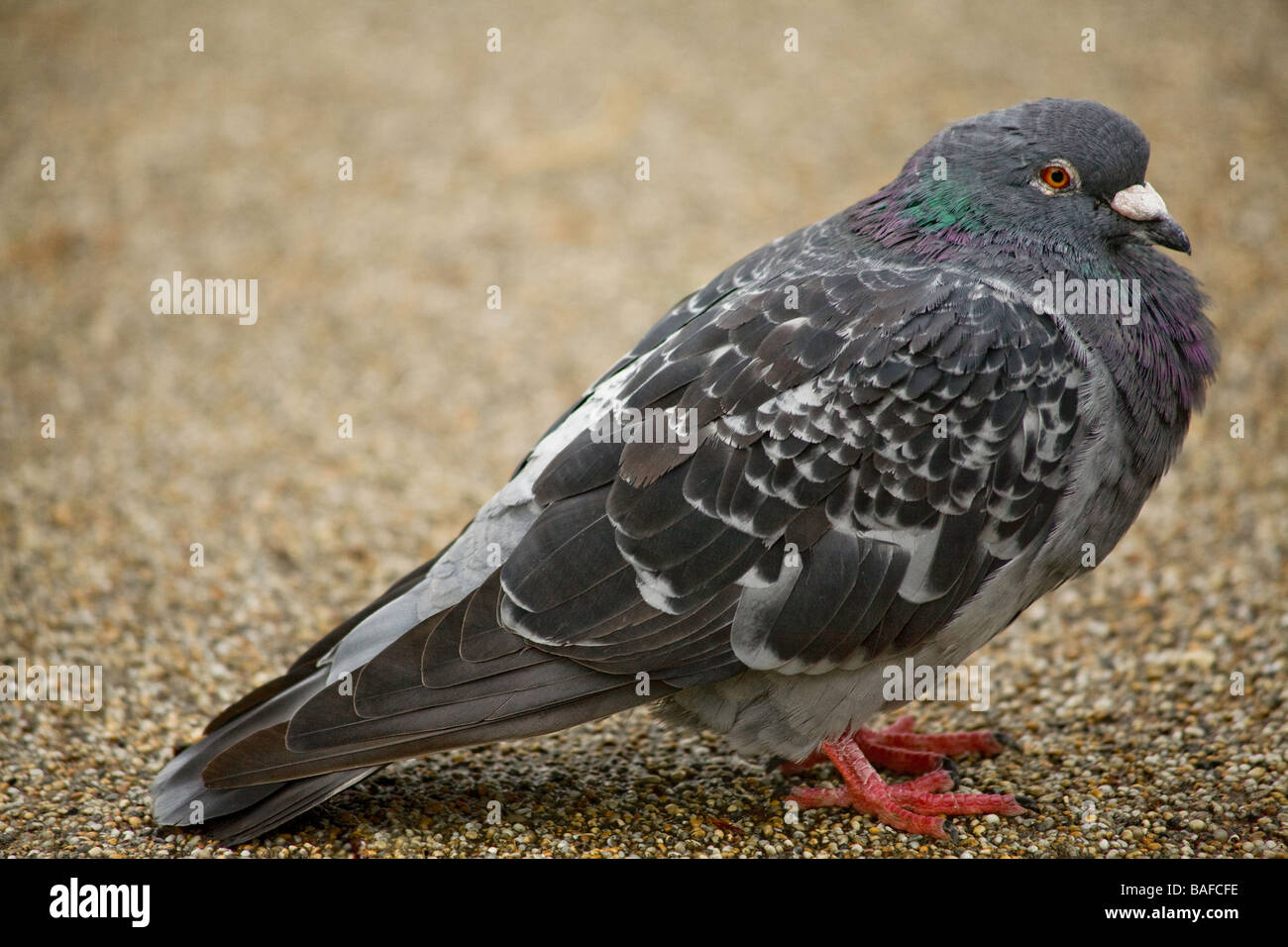 Pigeon pest hi-res stock photography and images - Alamy