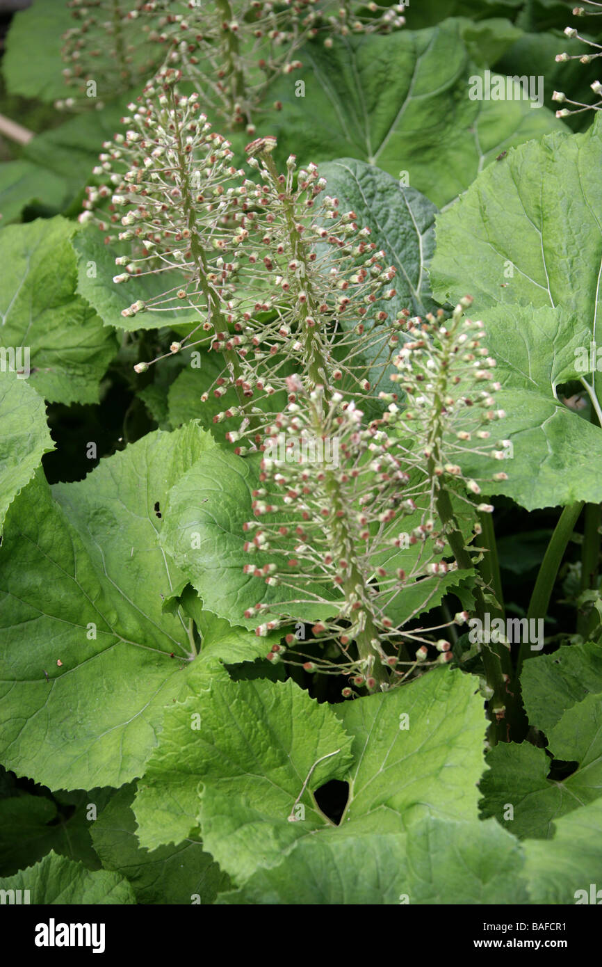 Petasites hybridus hi-res stock photography and images - Alamy