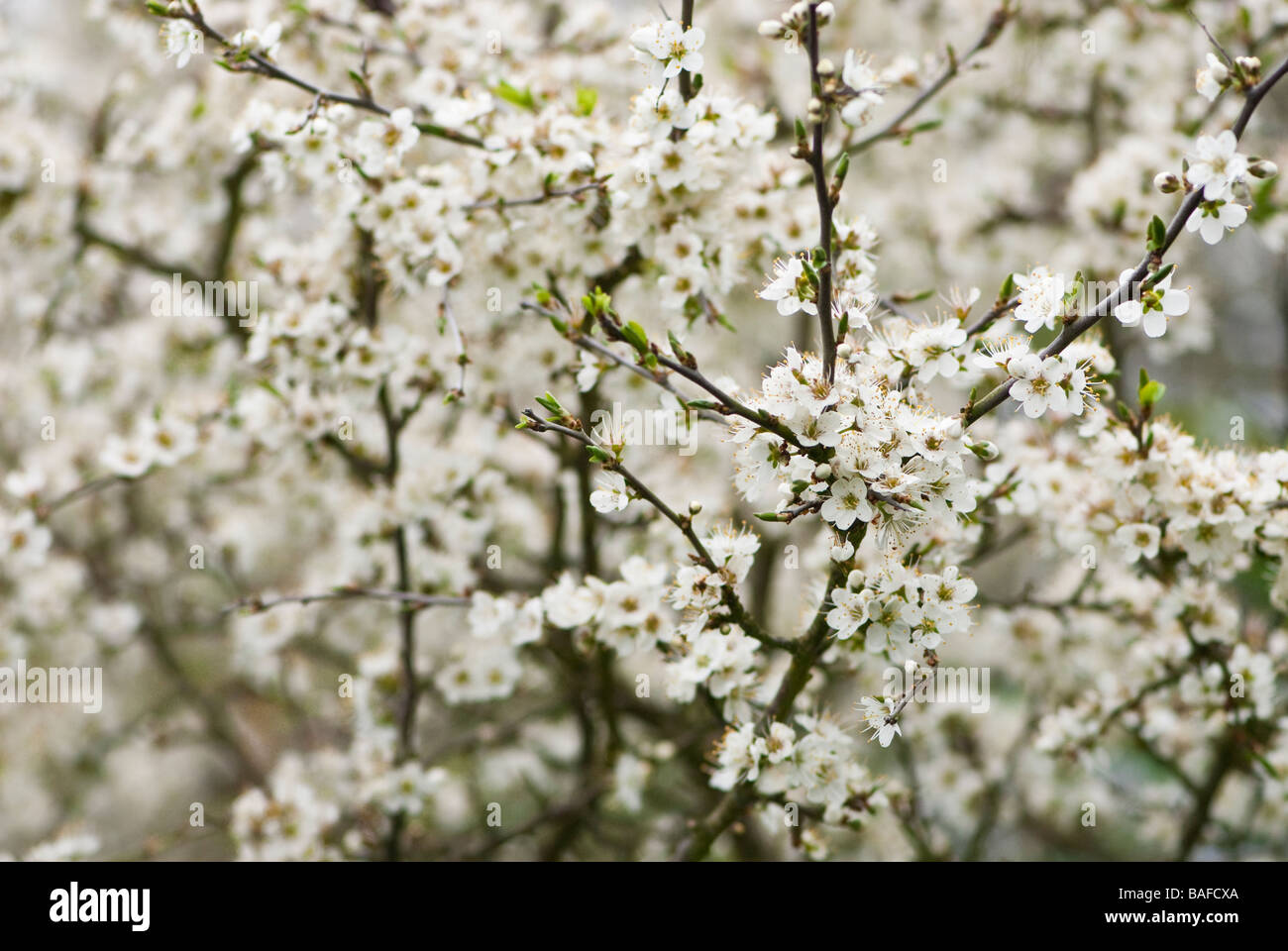 Sloe (Prunus spinosa) flowers Stock Photo - Alamy