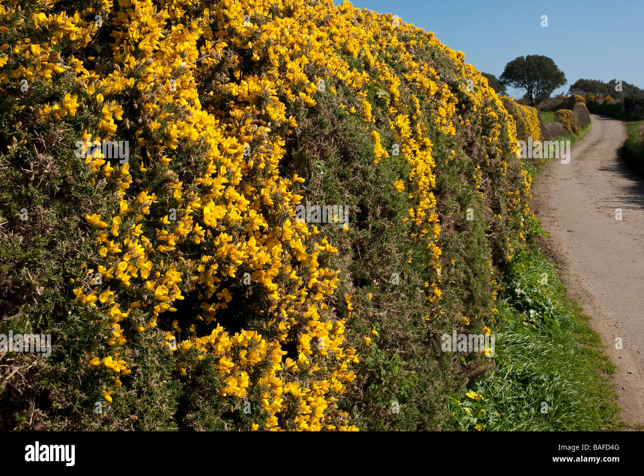 Genisteae hi-res stock photography and images - Alamy