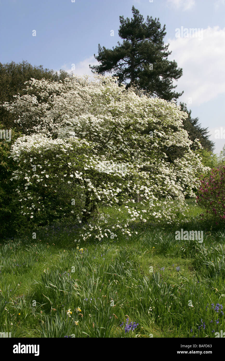 Cornus ormonde leaves hi-res stock photography and images - Alamy