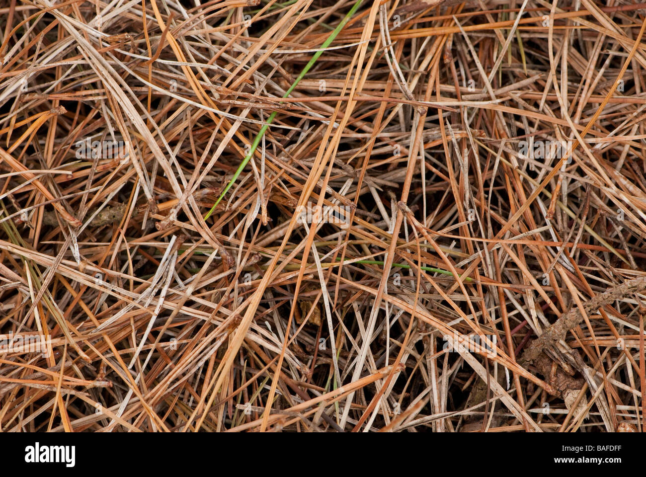 Needles tree hi-res stock photography and images - Alamy