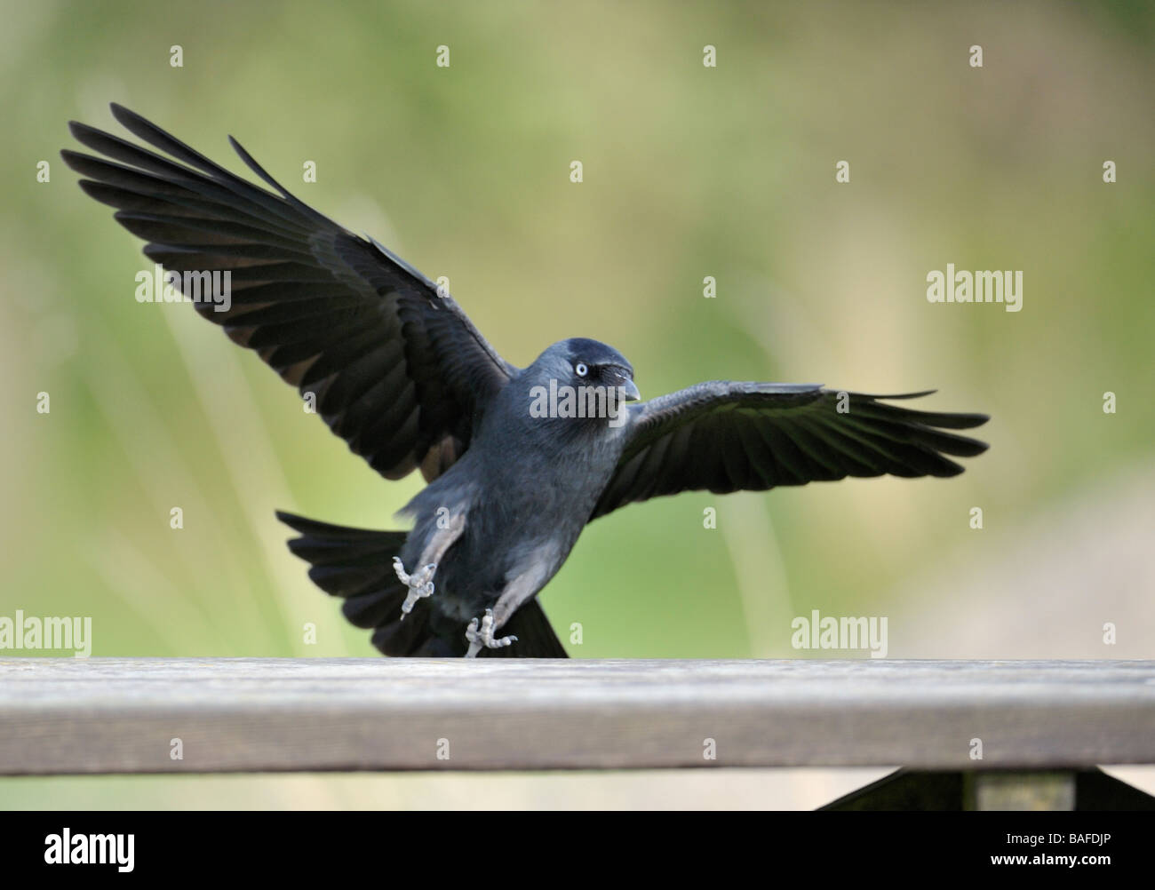 Jackdaw. (Corvus monedula) landing, wings out. French: Choucas des ...