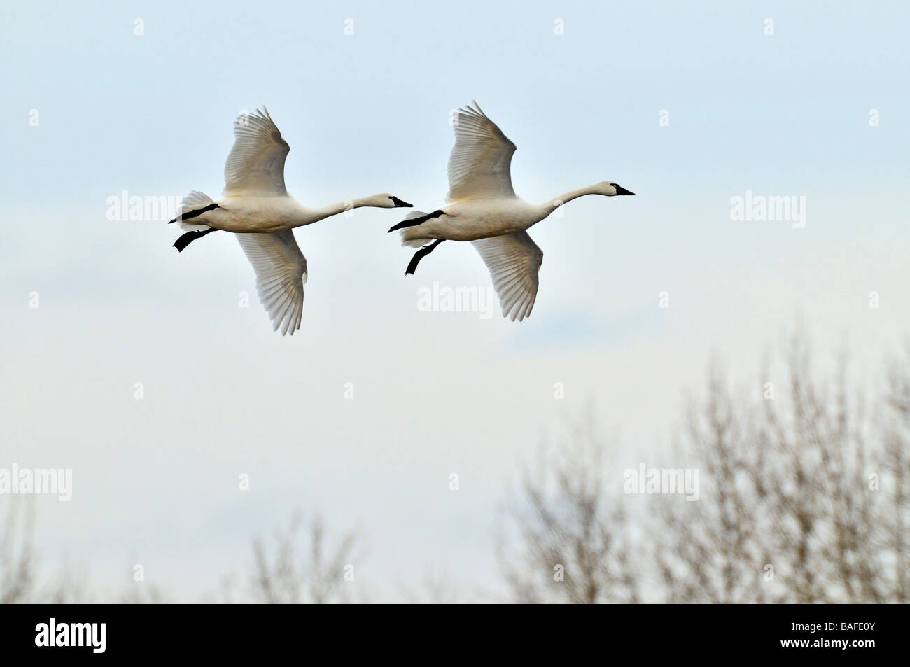 Canadian swans hi-res stock photography and images - Alamy
