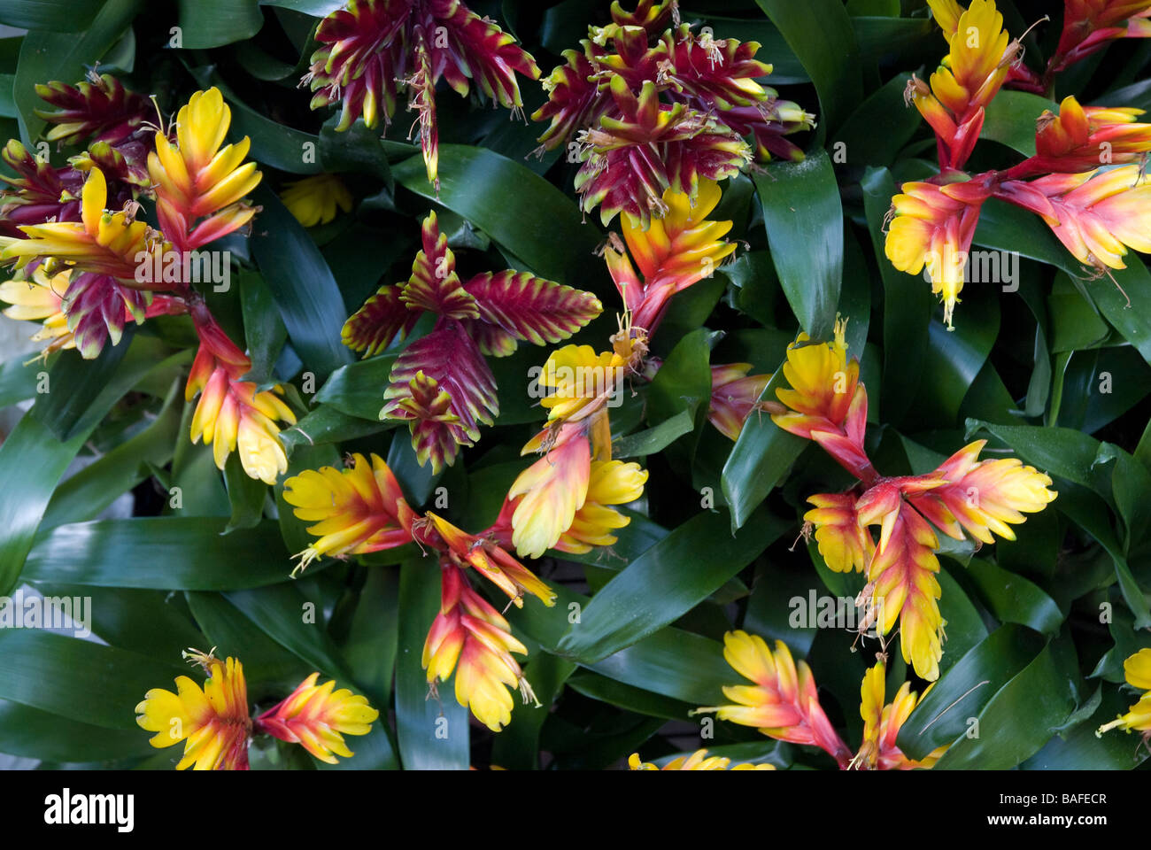 Vriesea flower hi-res stock photography and images - Alamy