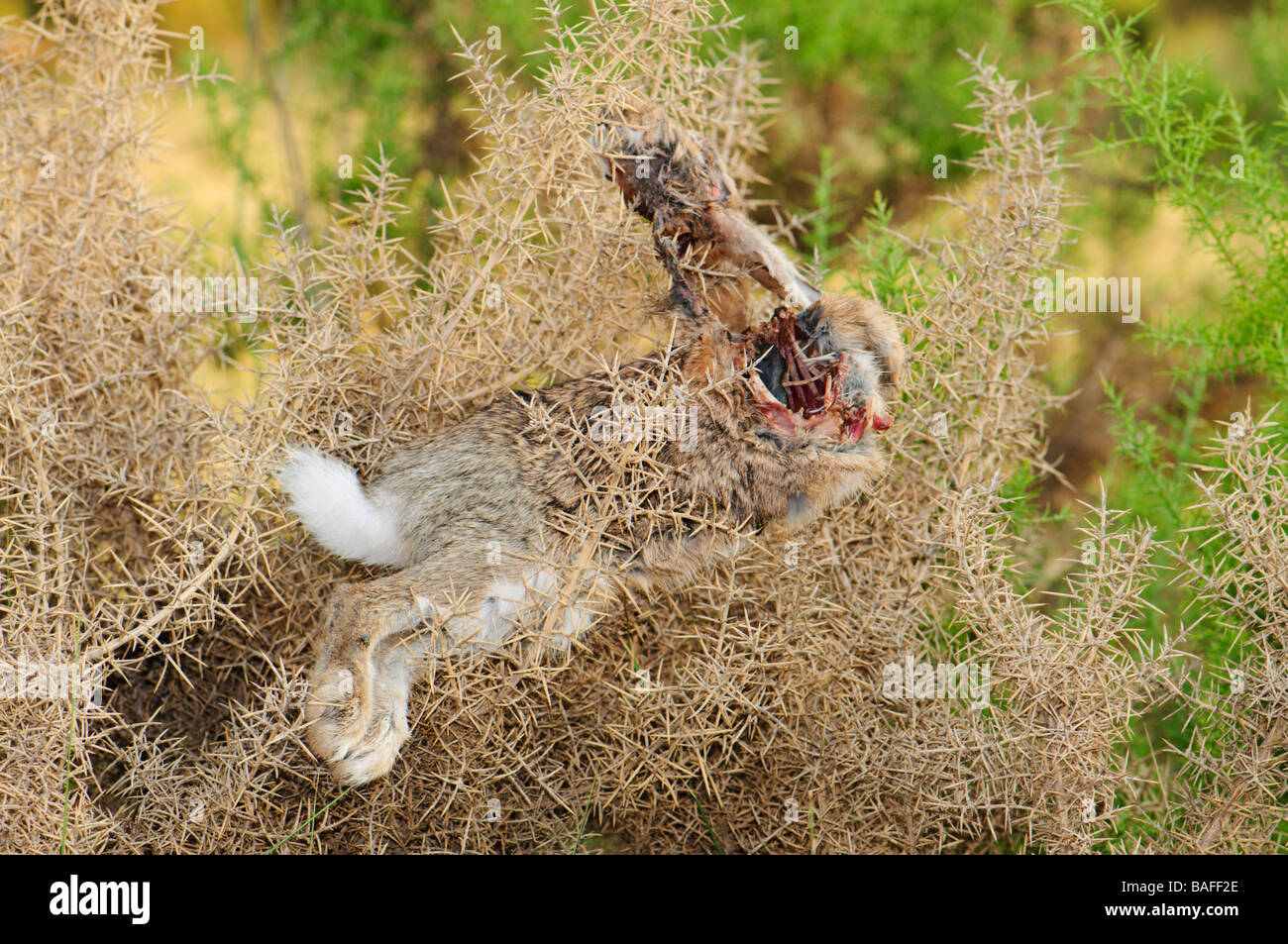 Dead rabbit corpse used for training dogs later hung to a spiny bush ...