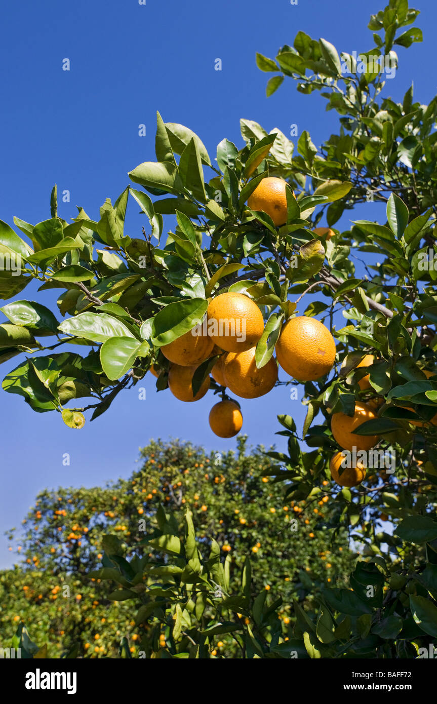 Florida orange tree farm hi-res stock photography and images - Alamy