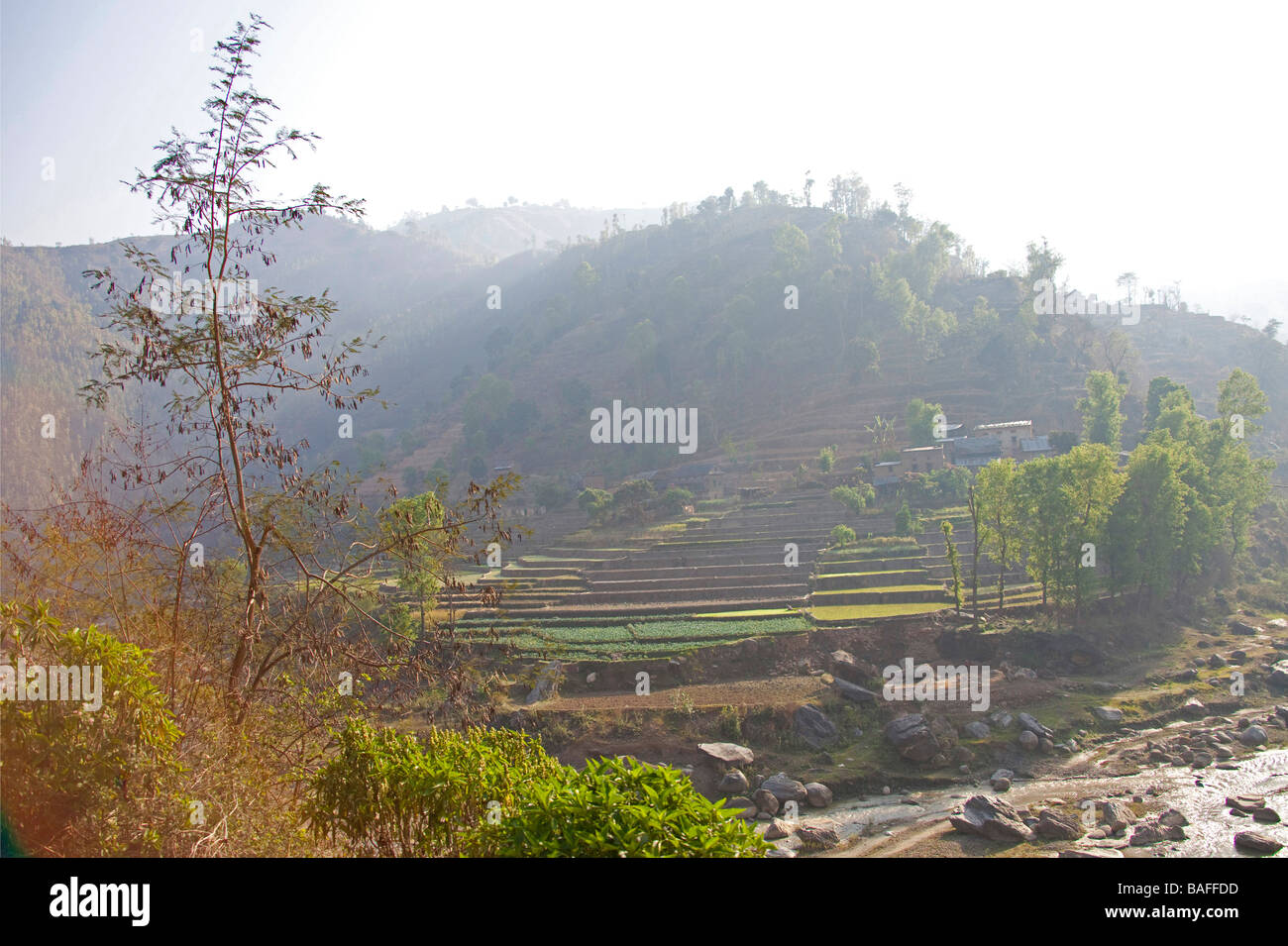 Nepalese farm muddy rice field flooded rudimentary farming Kathmandu ...