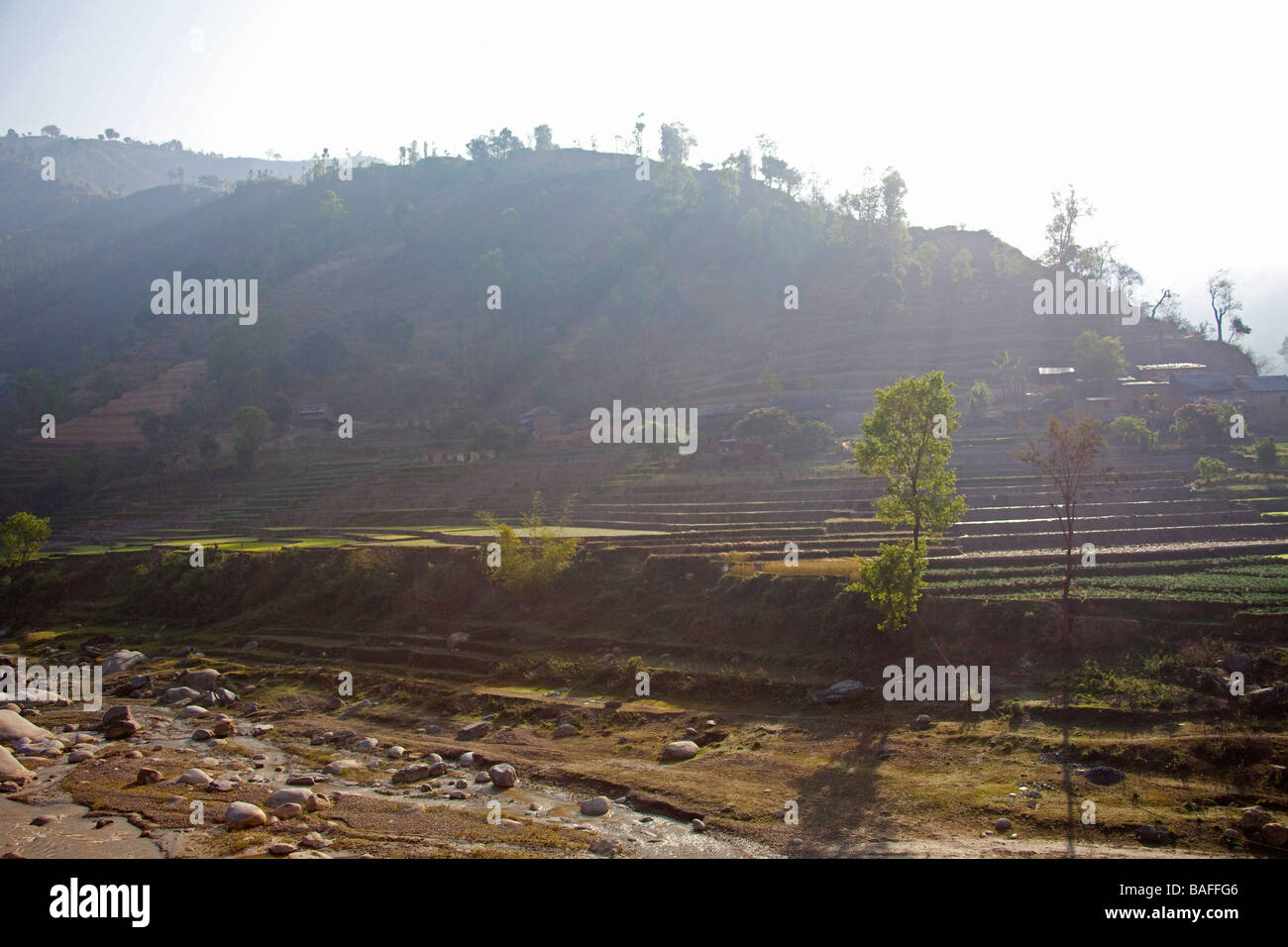 Nepalese farm muddy rice field flooded rudimentary farming Kathmandu ...
