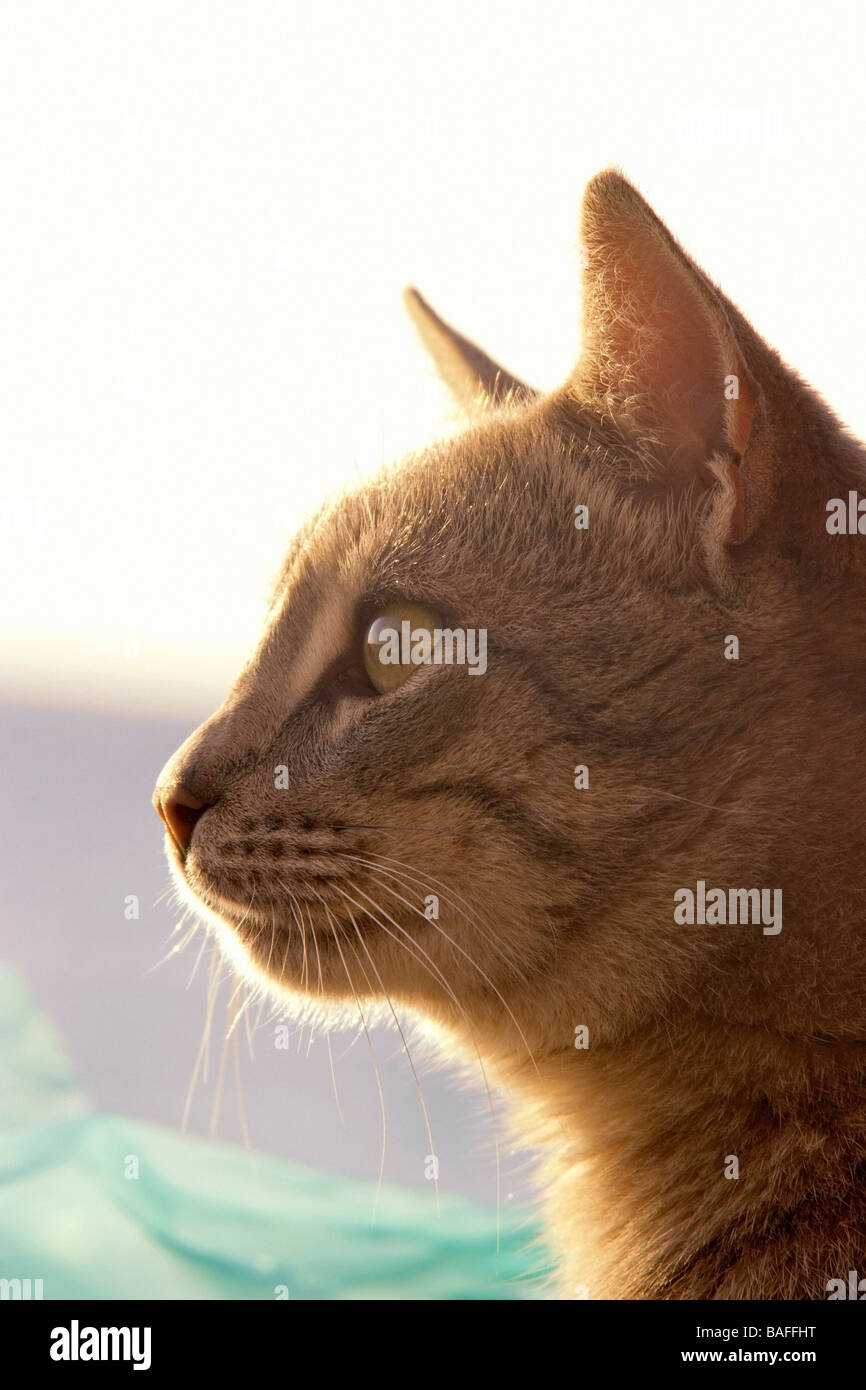 A cat watching Stock Photo - Alamy