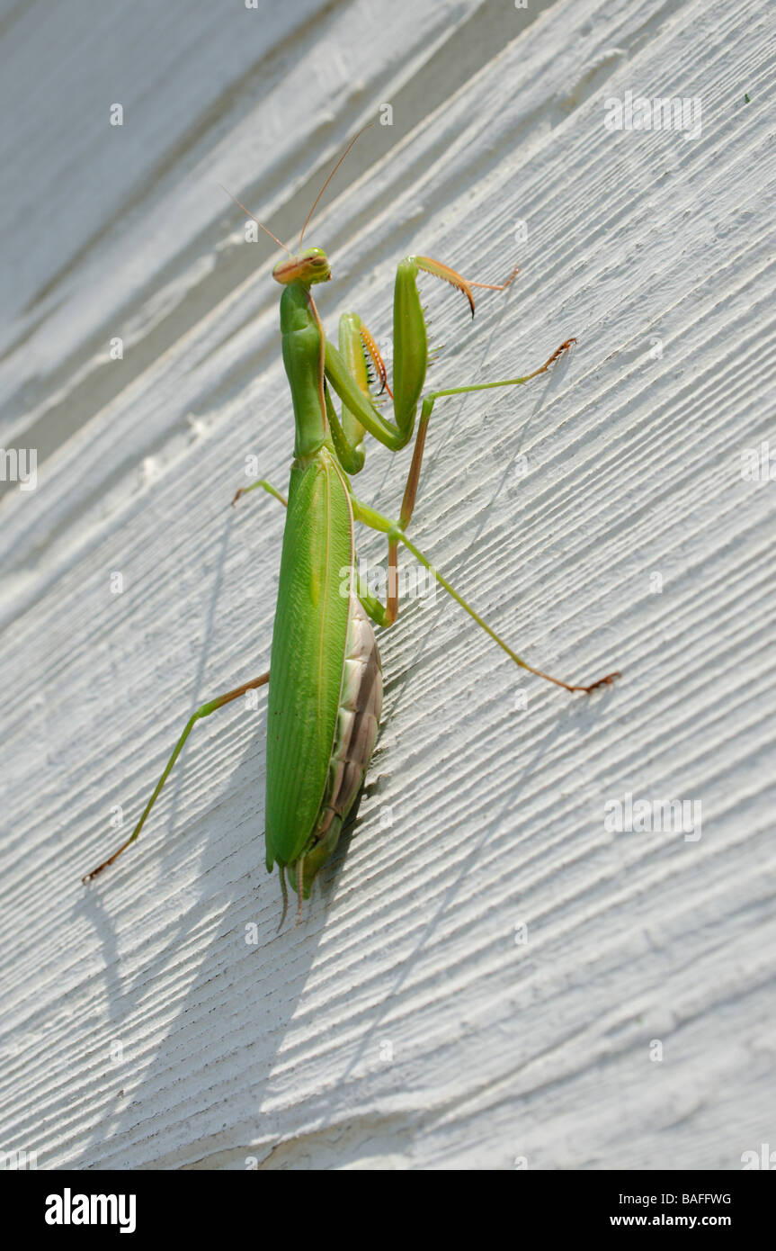 Mediterranean Praying Mantis Mantis religiosa Spain Stock Photo - Alamy