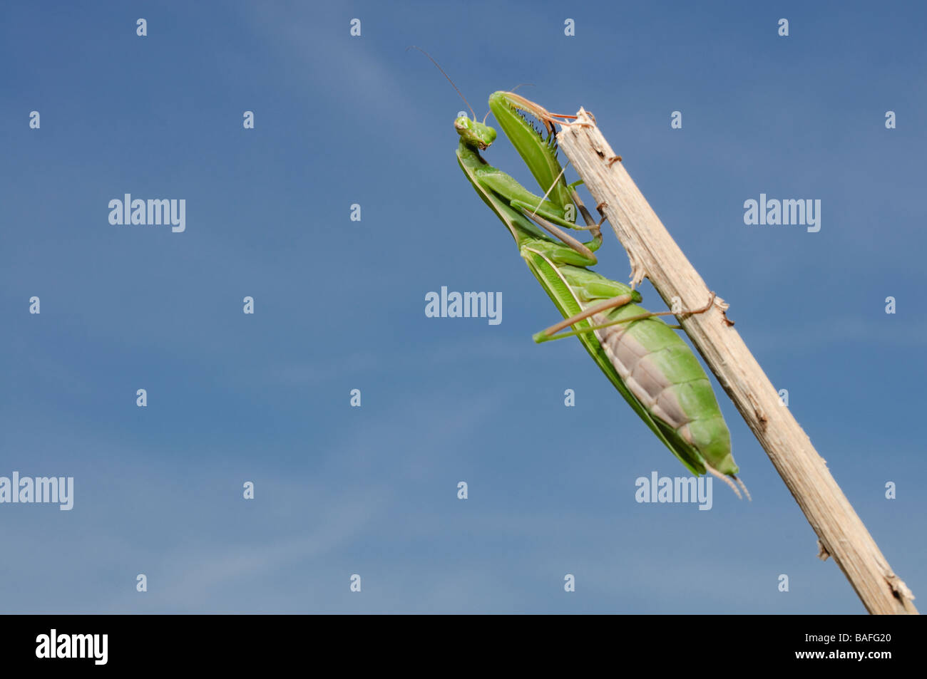 Mediterranean Praying Mantis Mantis religiosa Spain Stock Photo - Alamy