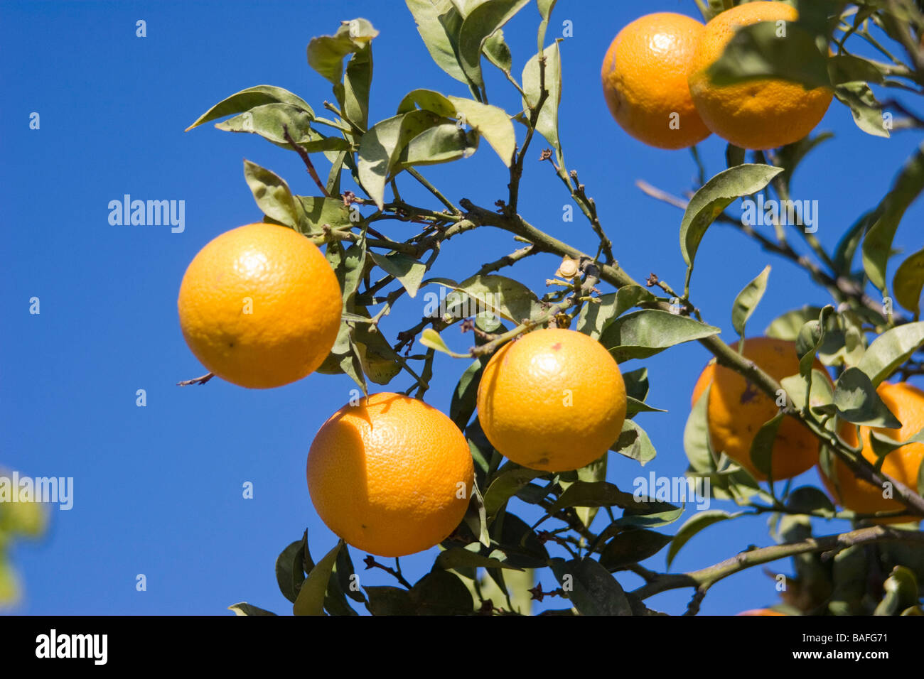 Cyprus orange tree oranges hi-res stock photography and images - Alamy