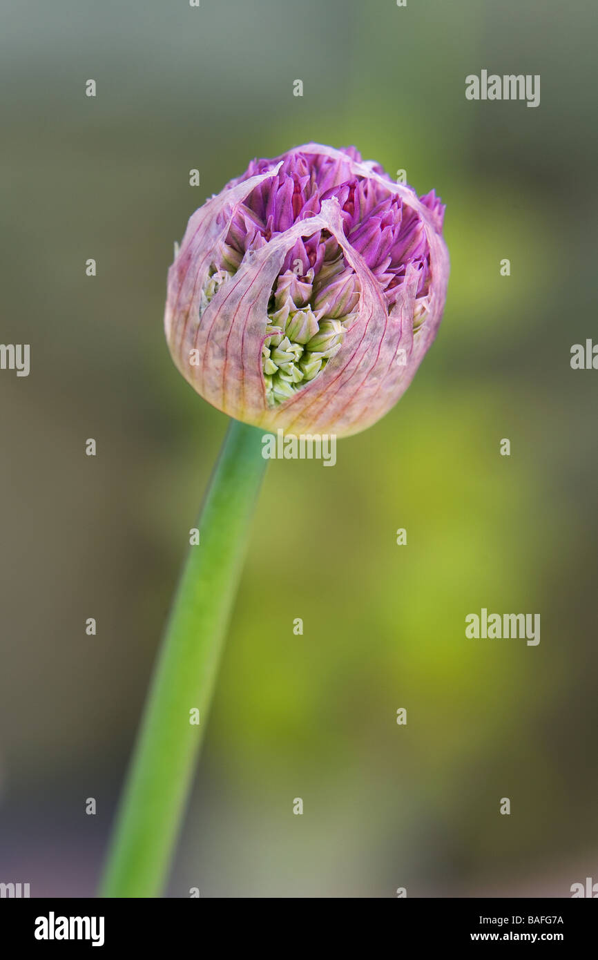 Bulbils hi-res stock photography and images - Alamy