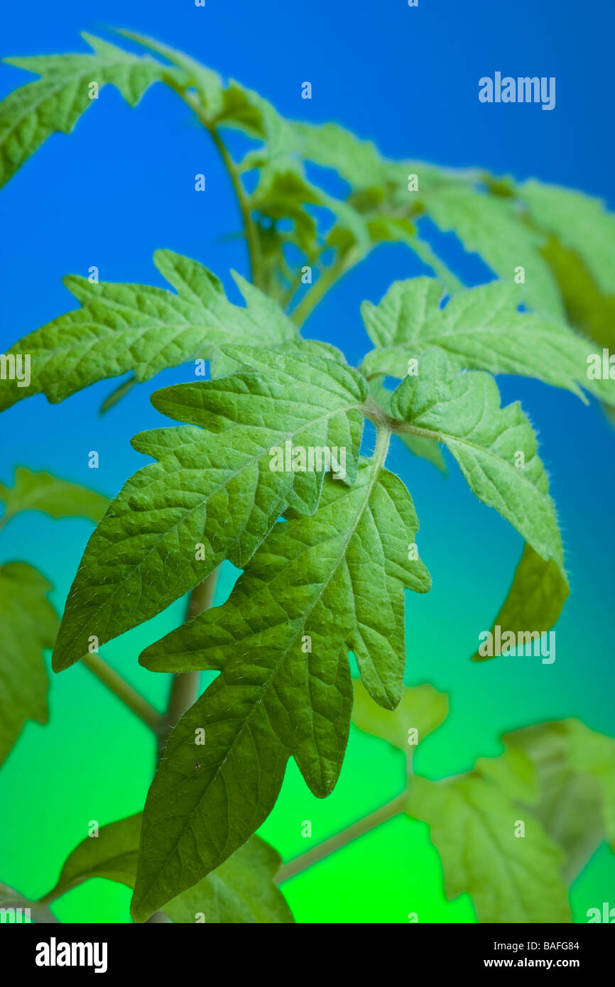 Heirloom tomato seedling Stock Photo - Alamy