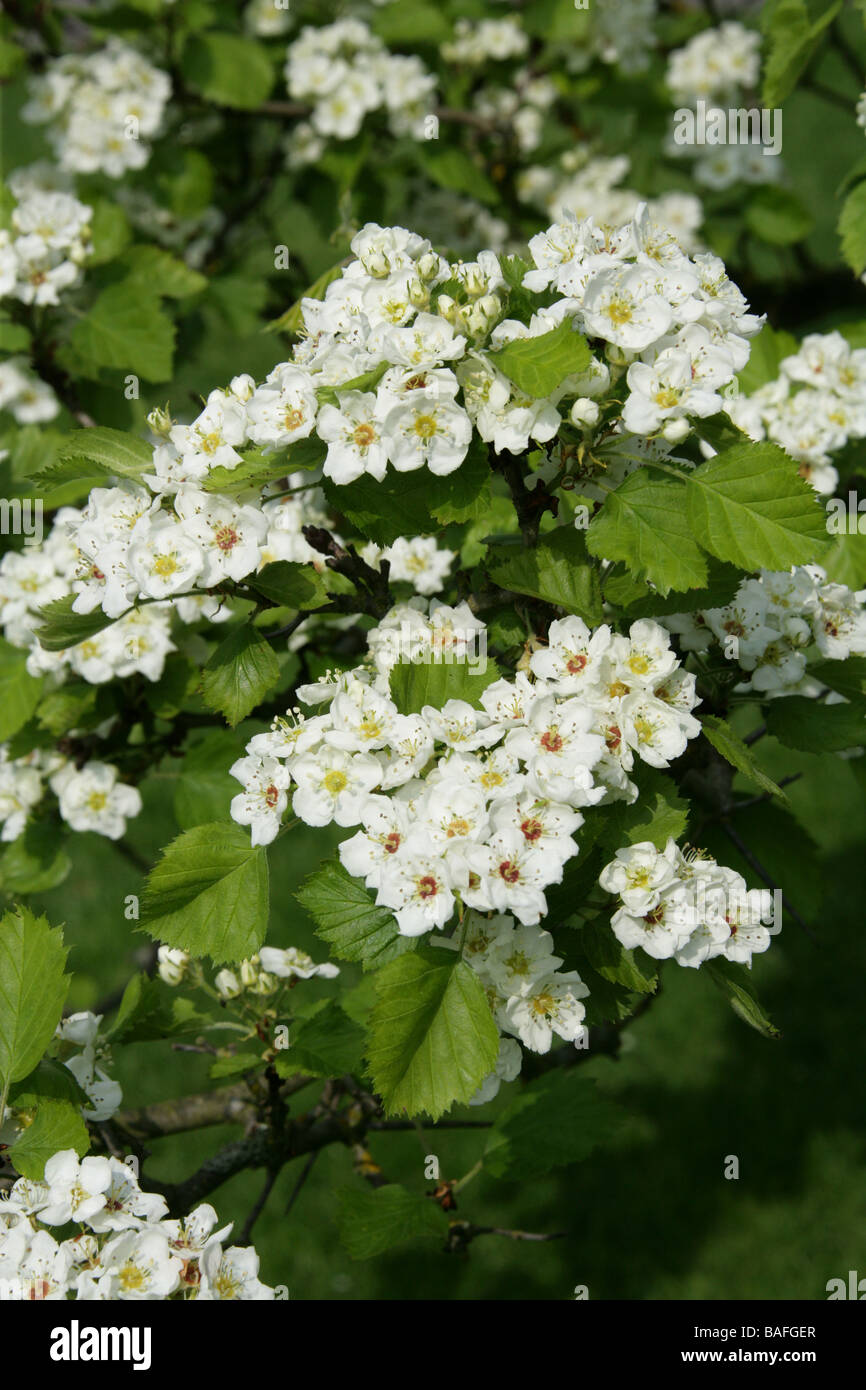 Downy Hawthorn or Red Hawthorn, Crataegus mollis, Rosaceae, North East ...