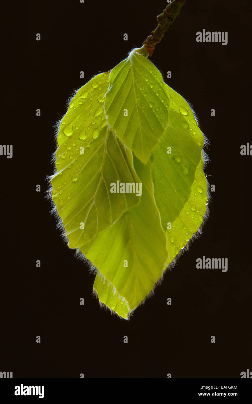 English beech tree hi-res stock photography and images - Alamy