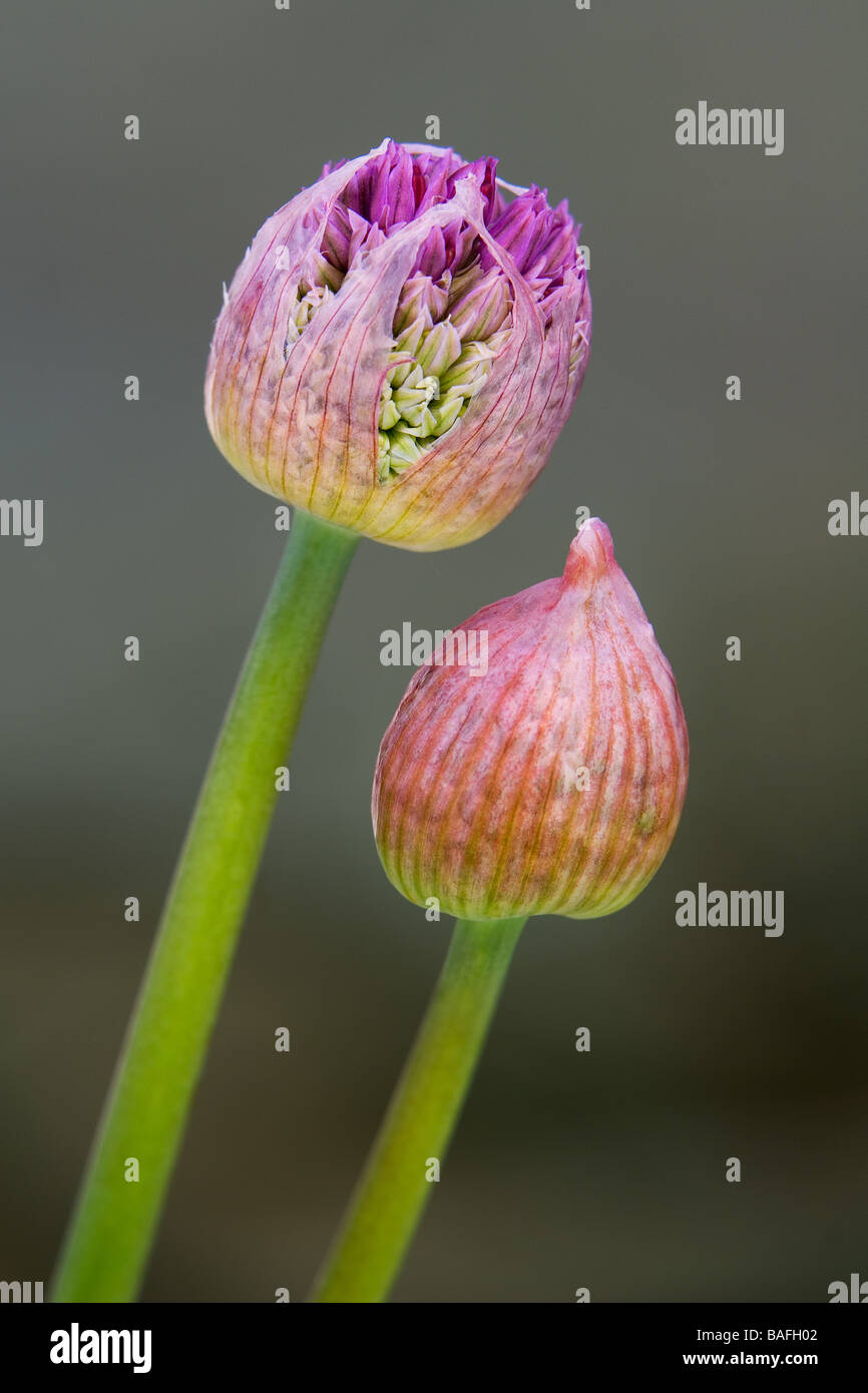 Bulbils hi-res stock photography and images - Alamy