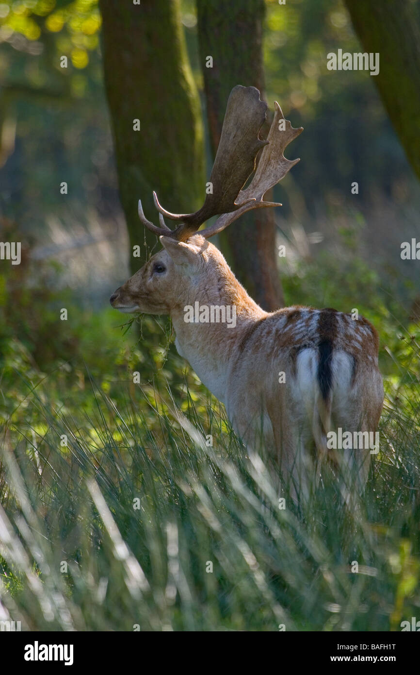 A Fallow Deer (Dama dama) Buck in an English woodland Stock Photo - Alamy