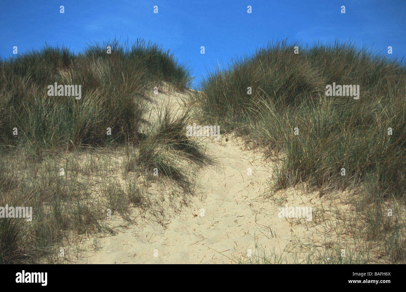 Through sand dunes with grass hi-res stock photography and images - Alamy