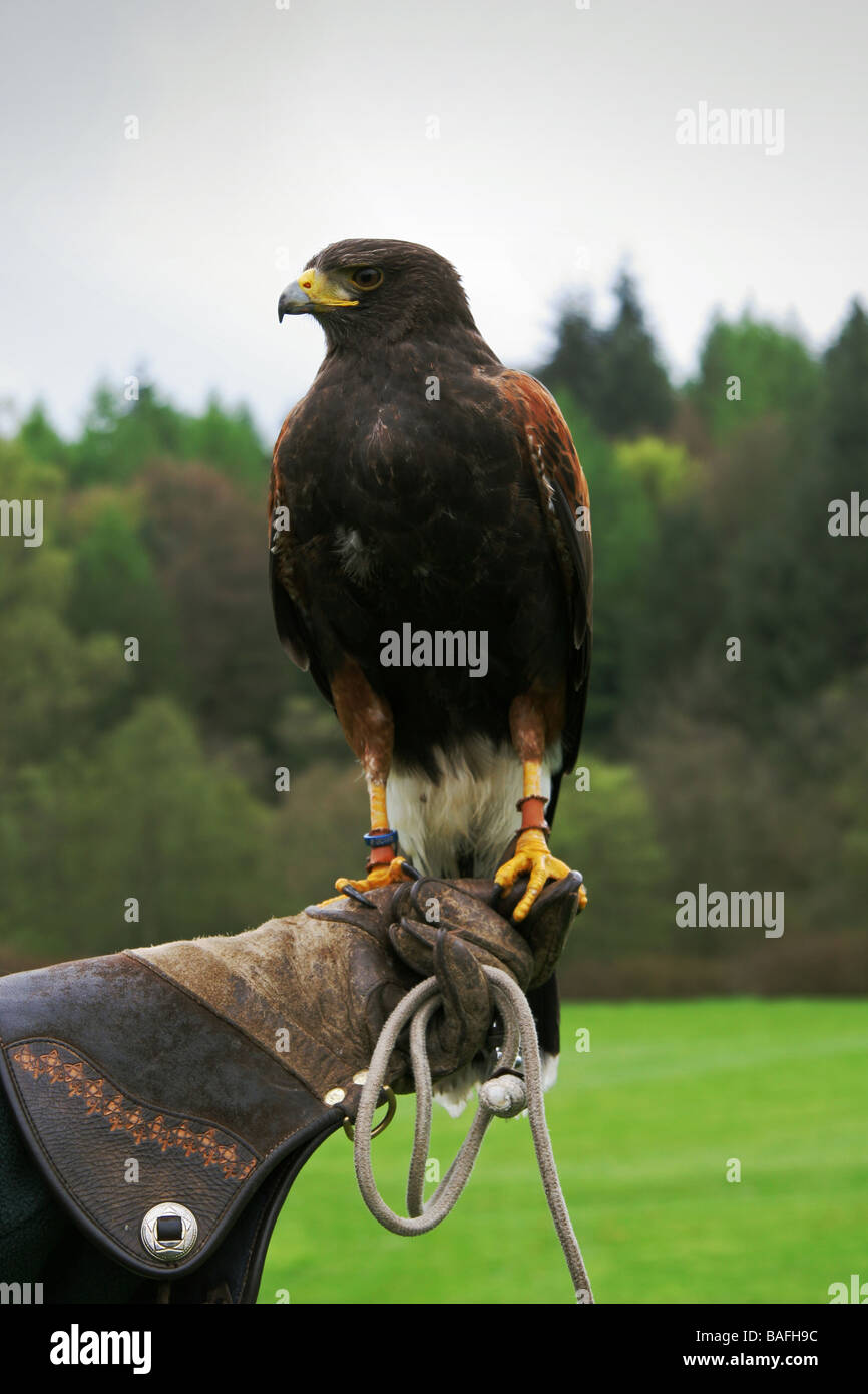 Falcon train hi-res stock photography and images - Alamy