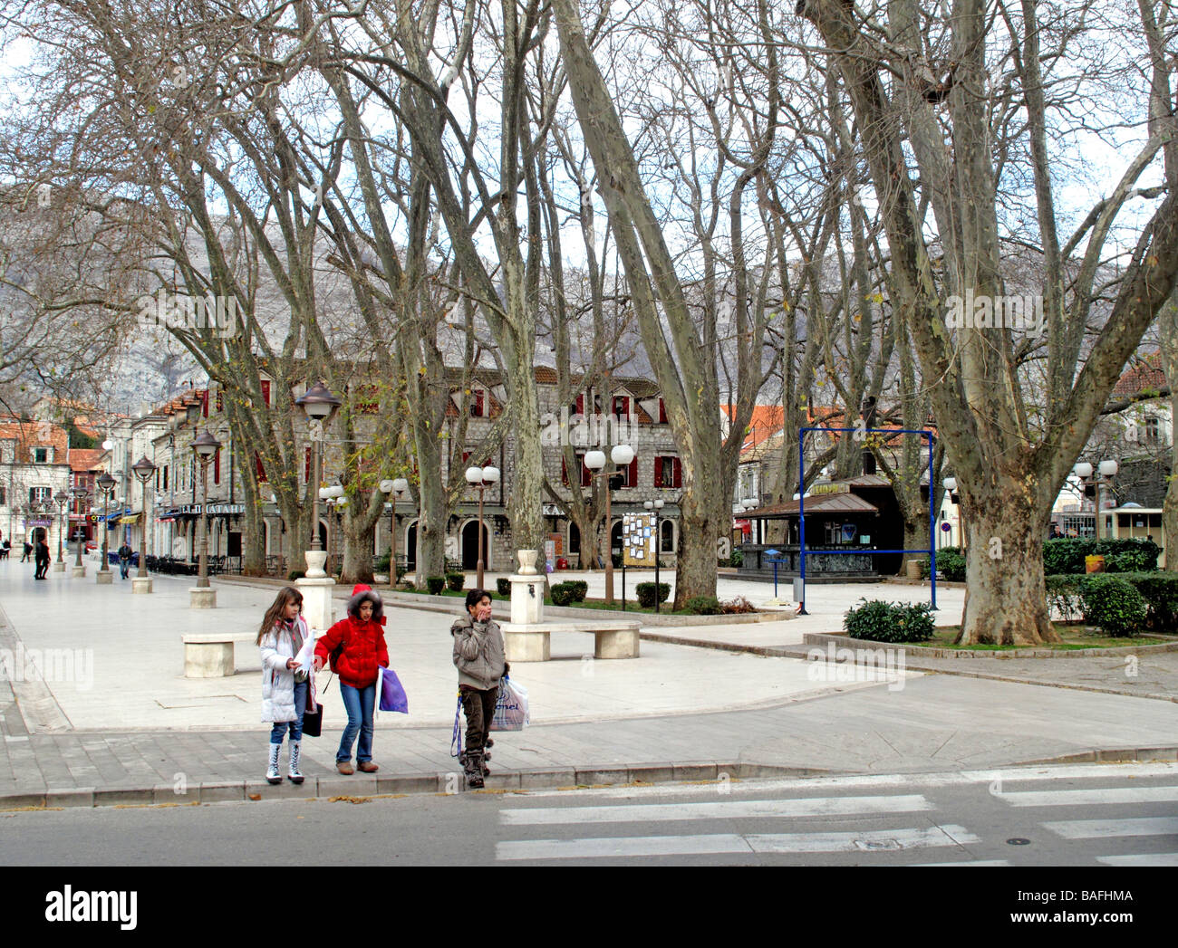Maple tree square hi-res stock photography and images - Alamy