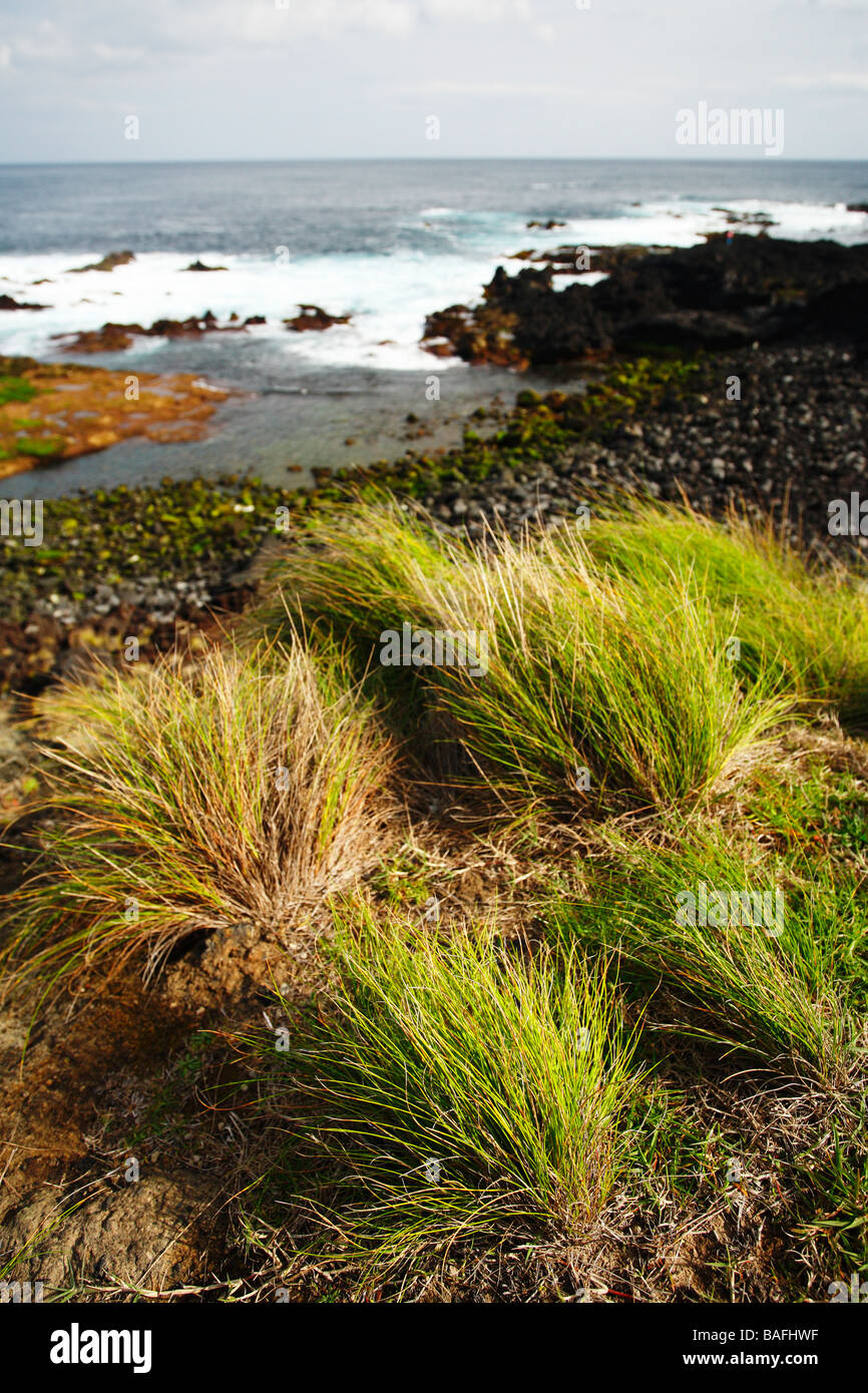 Azores islands endemic flora. Festuca petraea Guthnick. Portuguese name ...