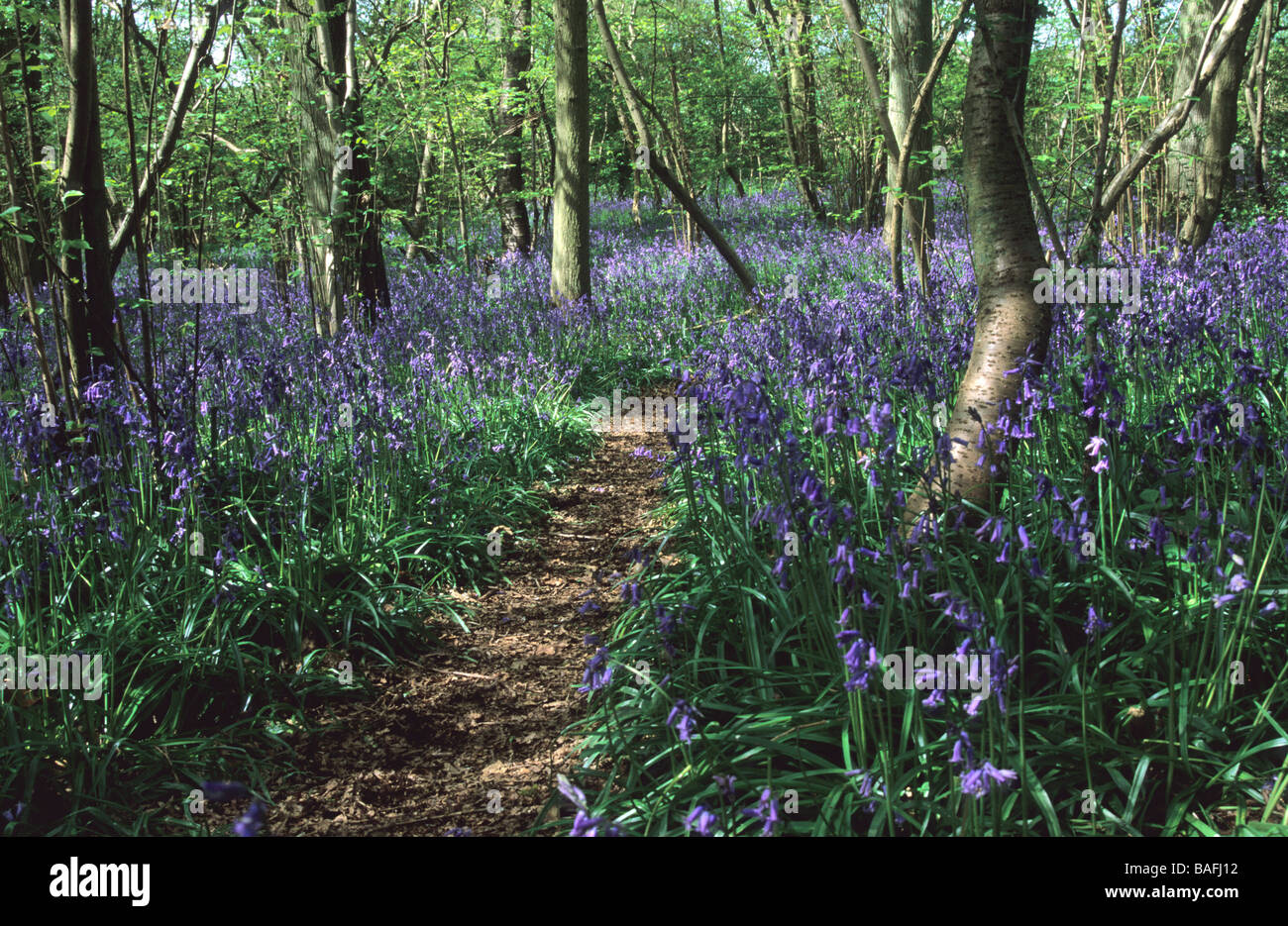 Bluebells in an English wood in springtime Stock Photo - Alamy