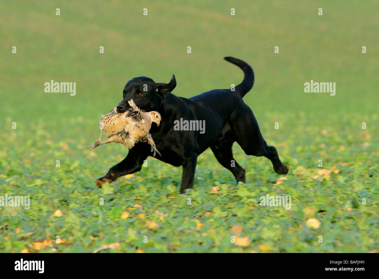 a black labrador retriever working dog or gun dog with pheasant Stock ...